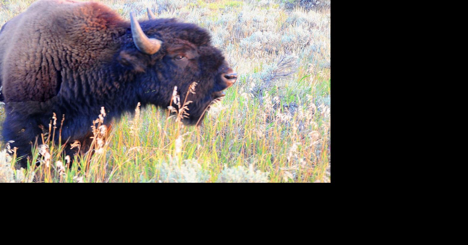 No target set for annual Yellowstone bison cull; officials plan to ...