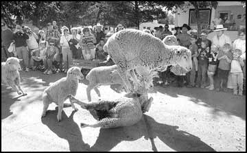 Wild and woolly sheep drive thrills Reed Point crowd