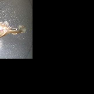 Chris Bachman: One fish, two fish - two headed Koocanu-fish?