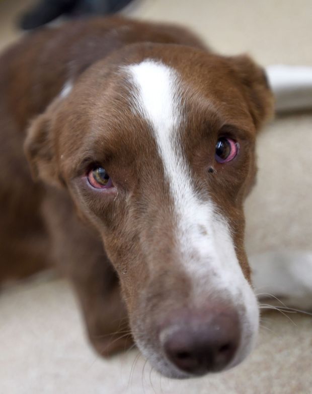 Hampered by vision problems, stray pup finds new home | State ...