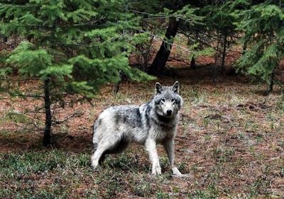 FWP biologist offers advice for hunting wolves