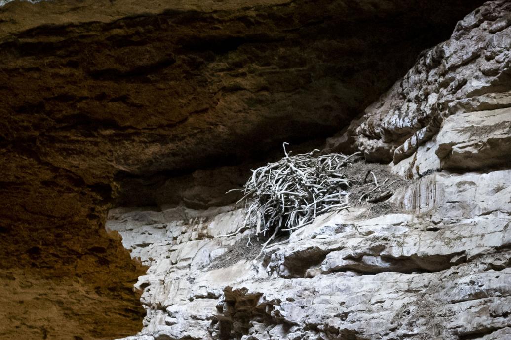 Pack rats assist paleontologists in exploration of Wyoming cave's ...