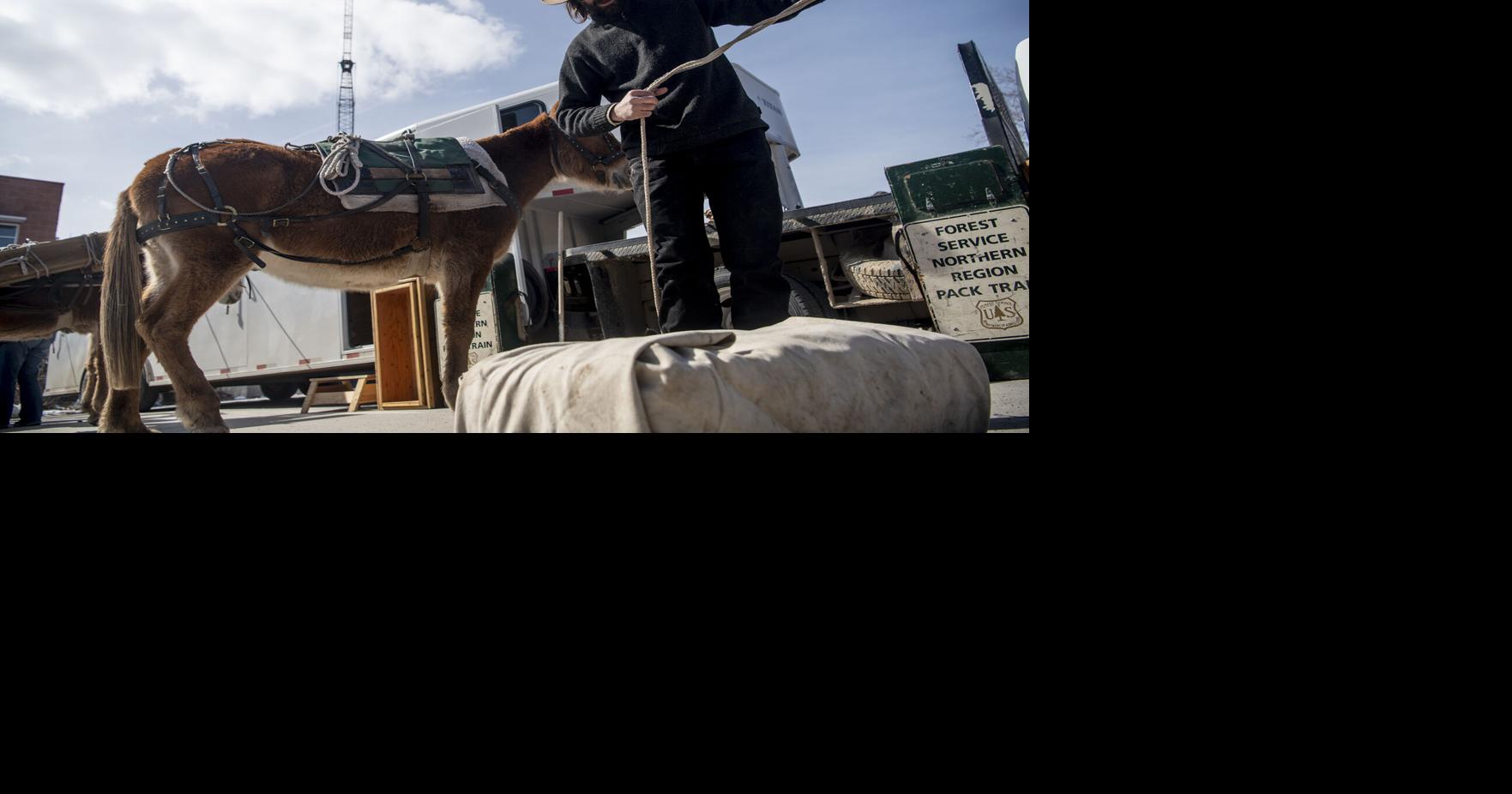 Photos: Pack train of mules on the UM Oval