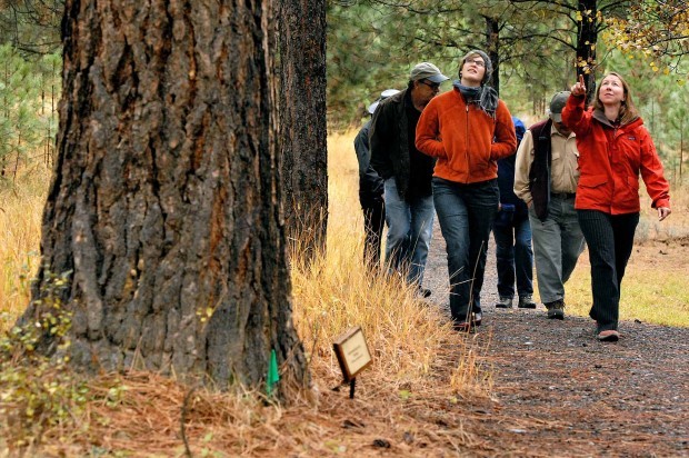 Treatment saves 600 trees from beetles at Lubrecht Experimental Forest