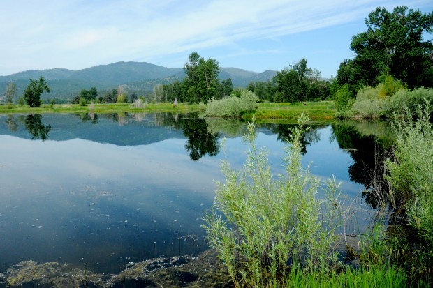 Painted native: Turtles indigenous to western Montana have vivid ...
