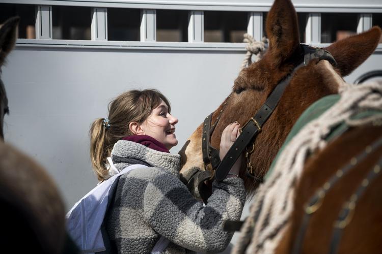 Photos: Pack train of mules on the UM Oval