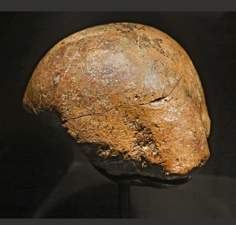 New hard-headed dinosaur discovered in Montana