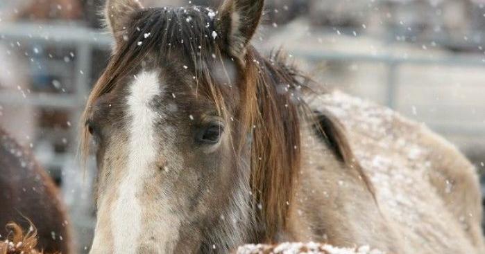 Some Leachman horses headed for a kill plant