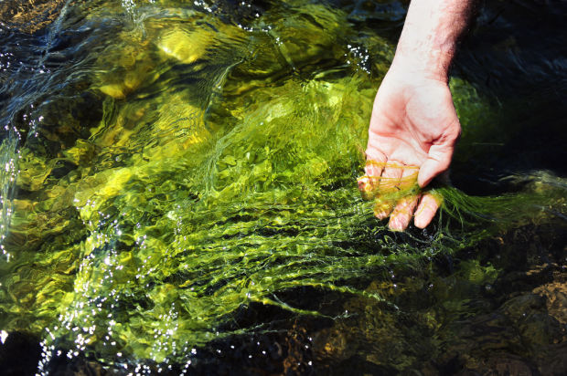 New standards seek to reduce neon green algae blooms in Montana waterways