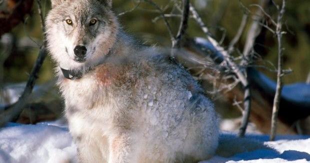 Lizzy Pennock and Michelle Lute: Montana’s wolf policies are finally ...