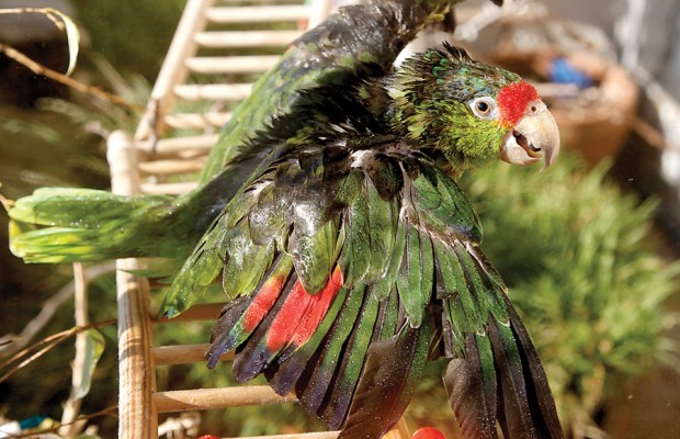 Once popular, pet parrots now neglected, rescuers say