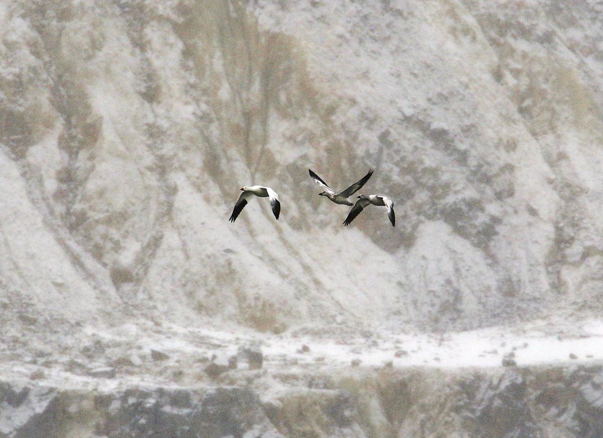 Snow geese deaths in pit could reach into hundreds, officials say