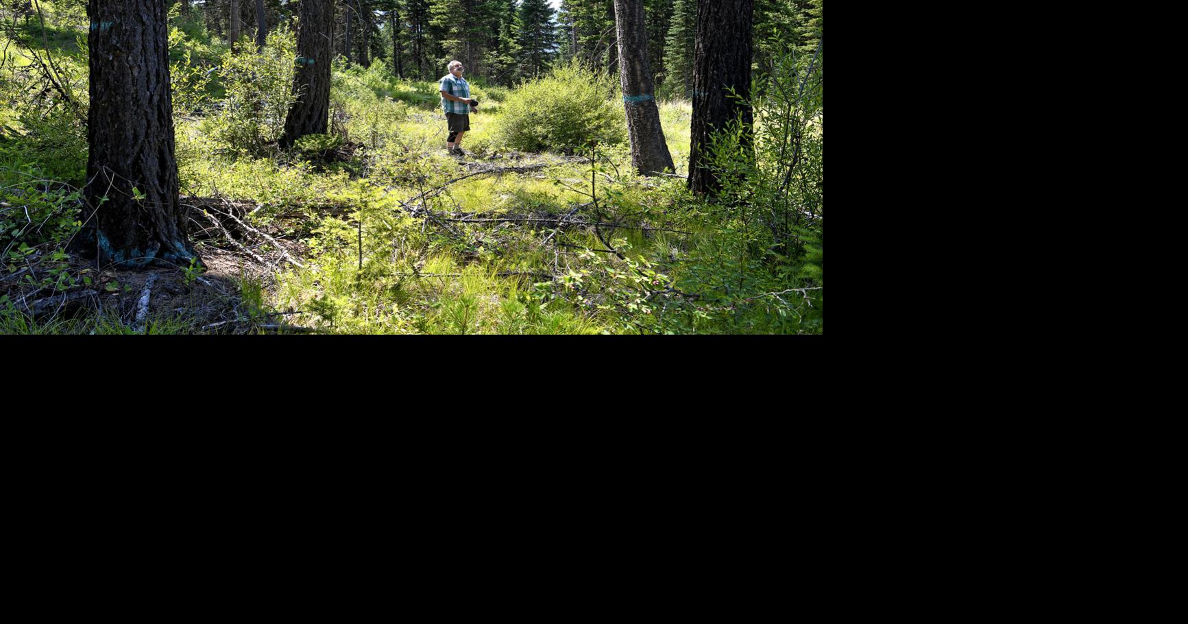 Judge slaps Forest Service over Soldier-Butler logging project