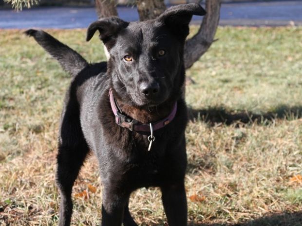 Humane Society Pet of the Week Maverick loves to play
