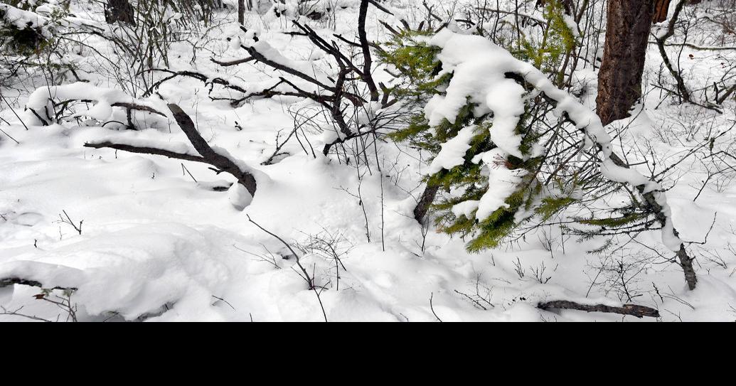 The tree that looks like an elk: History of Douglas fir pervades Missoula