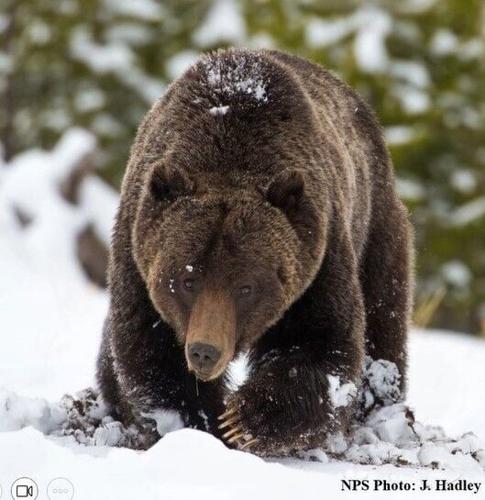 Forest Service attempts to illegally shrink griz habitat