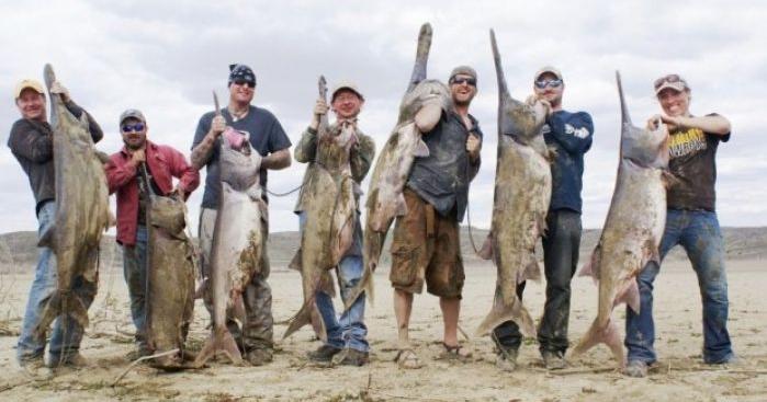 Anglers haul in monster paddlefish on lower Yellowstone River