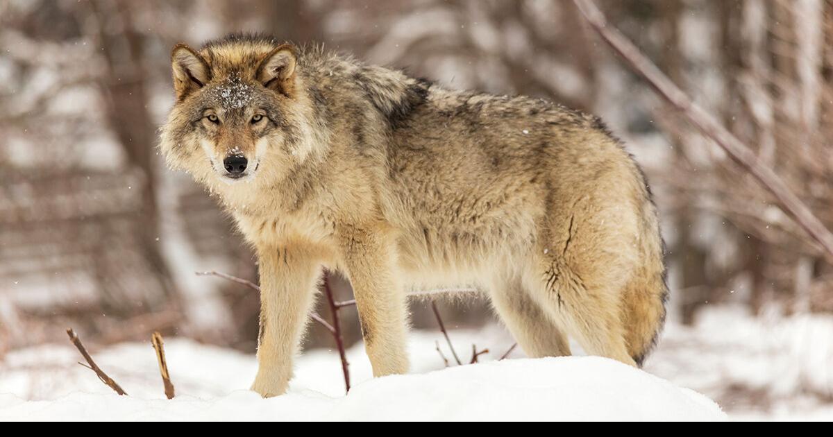Montanans show increasing tolerance of wolves