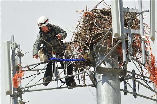 Students seek safer Helena cell tower osprey nest