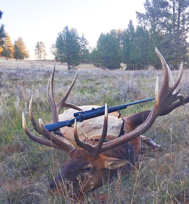 Colstrip man's massive bull elk is the latest Montana nontypical record