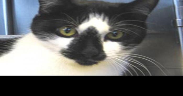 Reba the triangle cat: Pet of the week from Missoula Animal Control