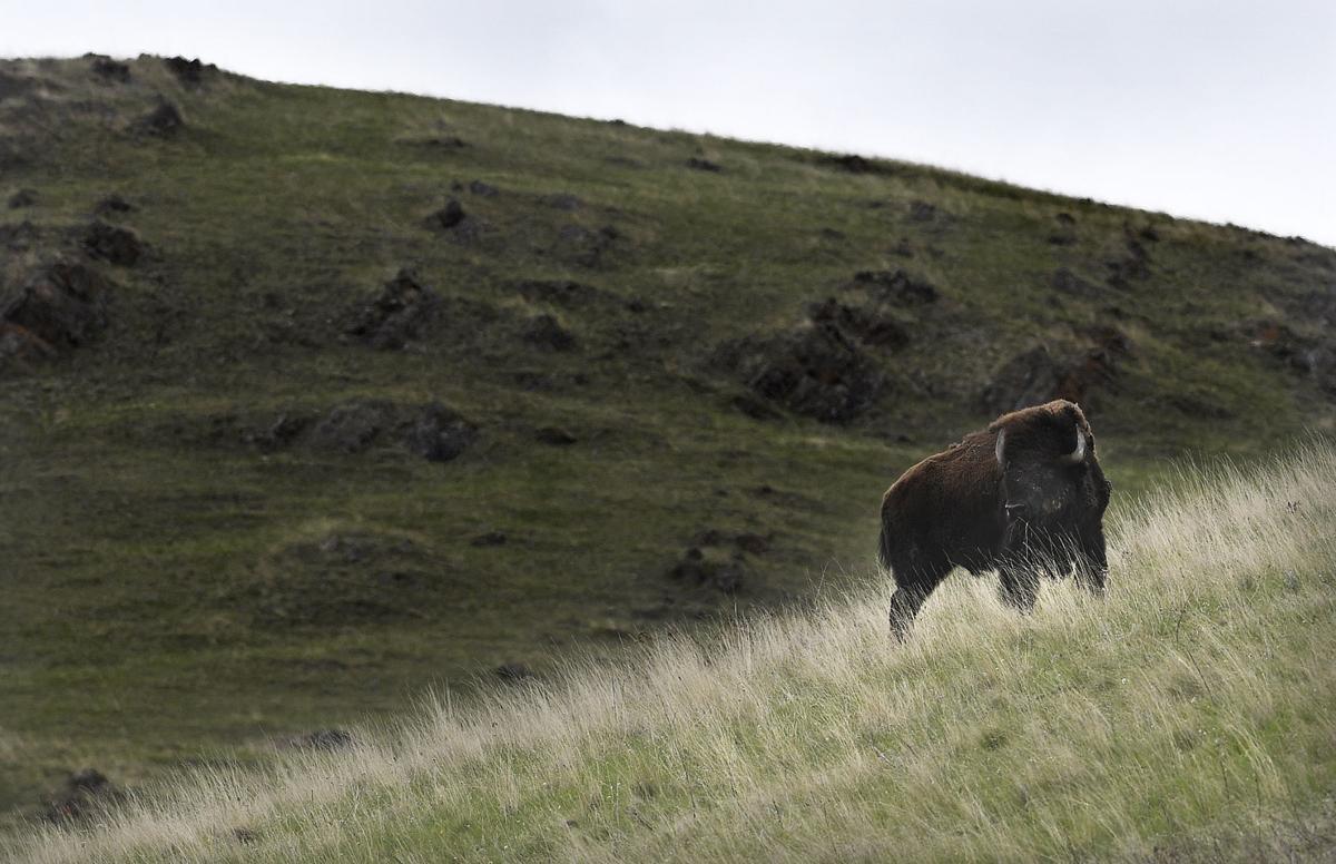 Bison Range needs comprehensive conservation plan
