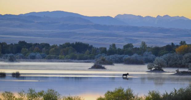 Radio-collared moose still slow to give up secrets