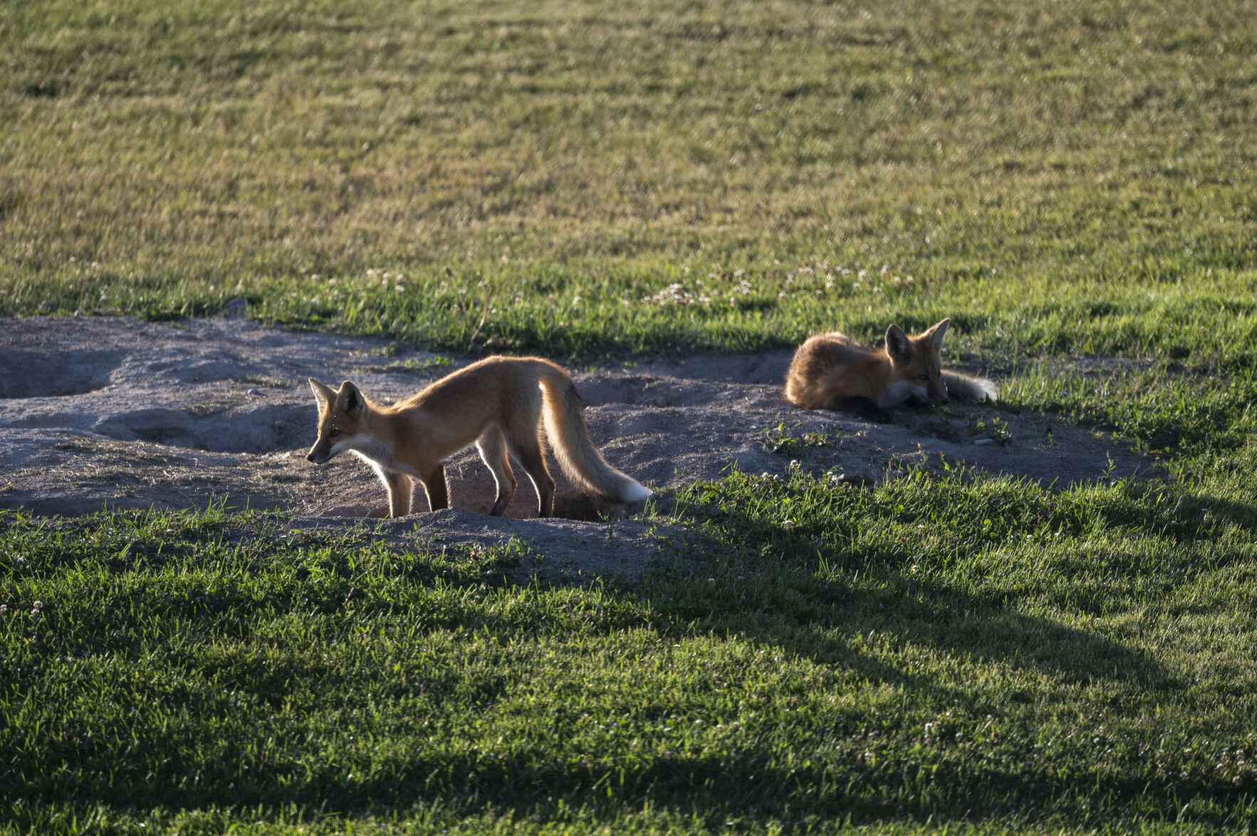Foxes take up residence at Missoula football field