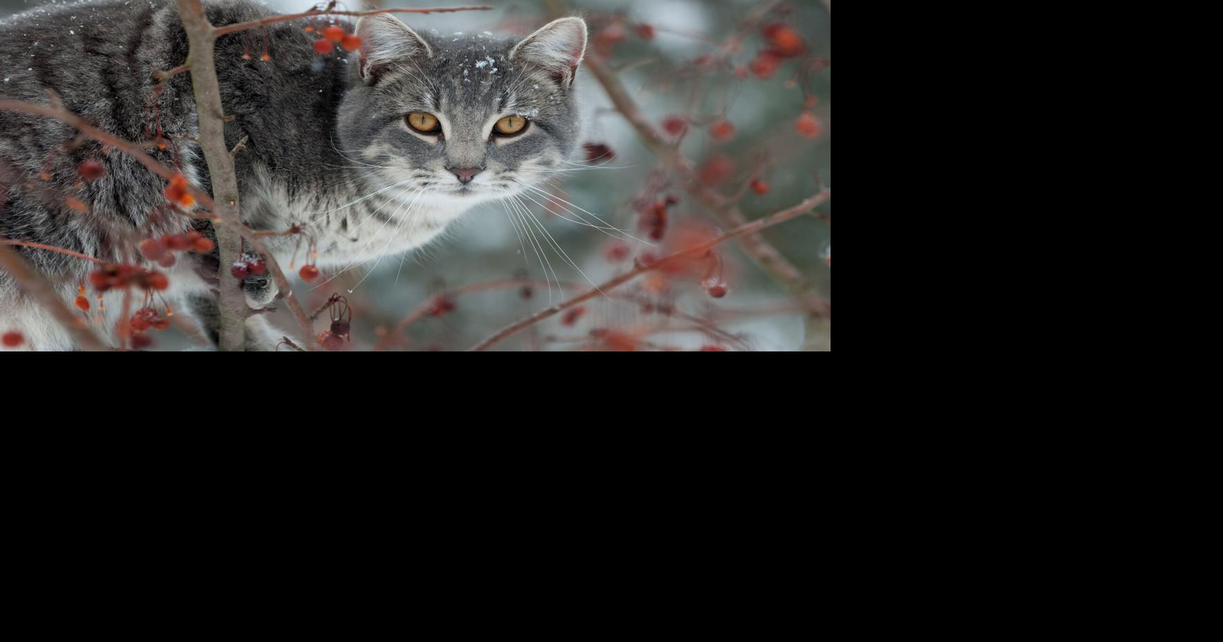 LIFE-my-pet-world-DMT