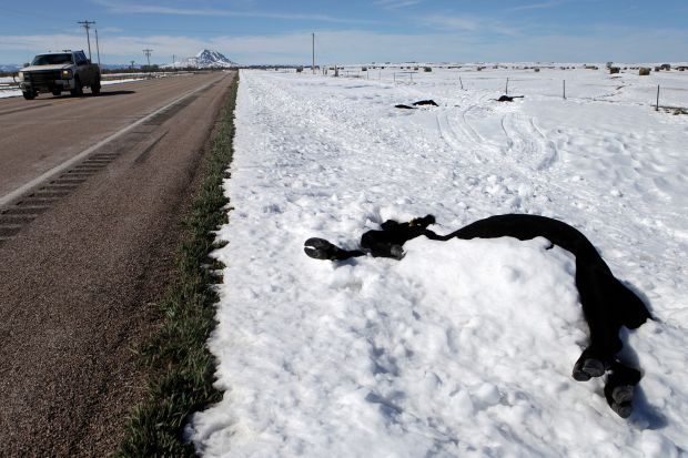 'This is horrendous': Cattle a casualty of South Dakota blizzard