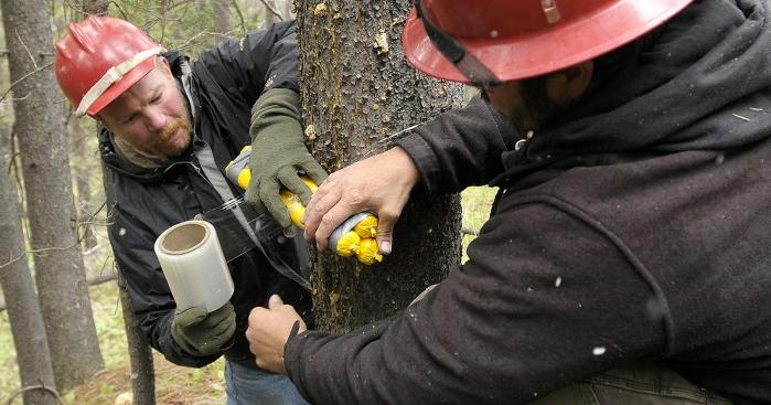 U.S. Forest Service workers fell day's worth of trees in a second with ...