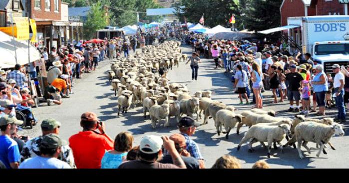 Sheep drive turns 25: Reed Point fundraiser hits milestone