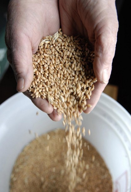 From fields to food banks, Montana wheat growers help feed state's ...