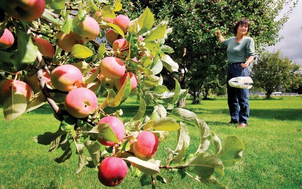 Codling moth confusion: Experiments in Missoula apple trees yield mixed ...