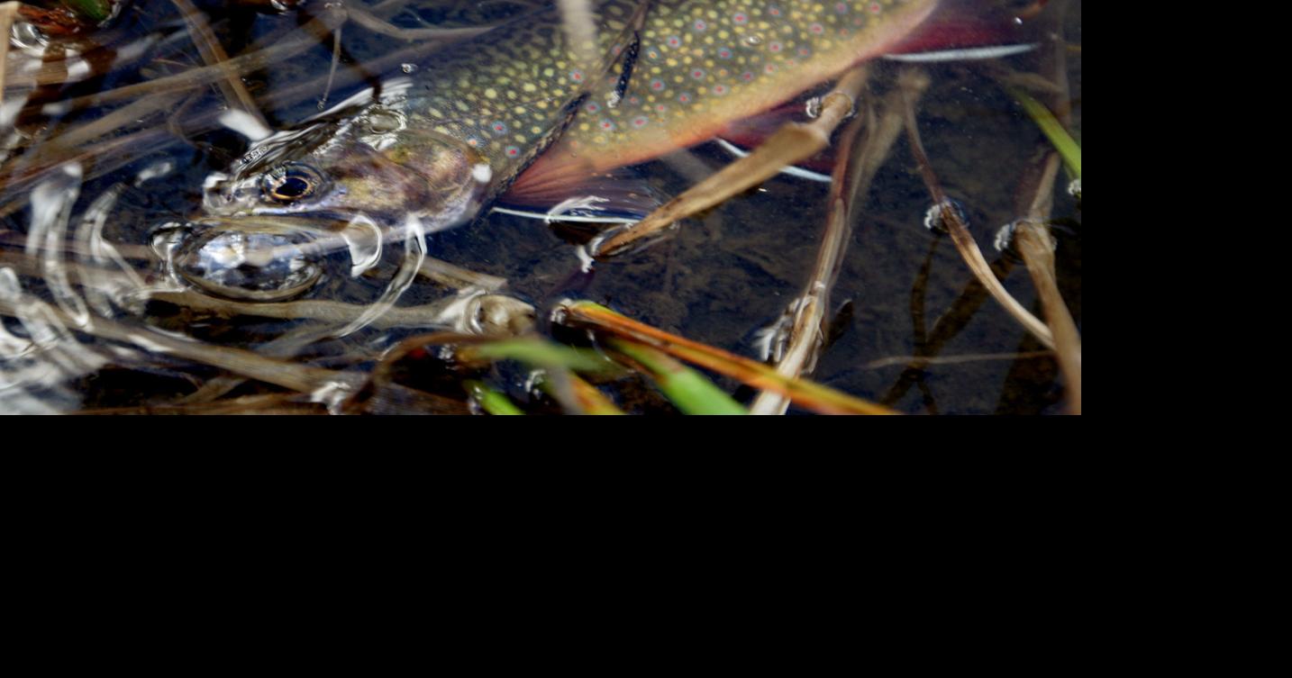 Online opinion: Rotenone fish removal can be safe, effective management ...