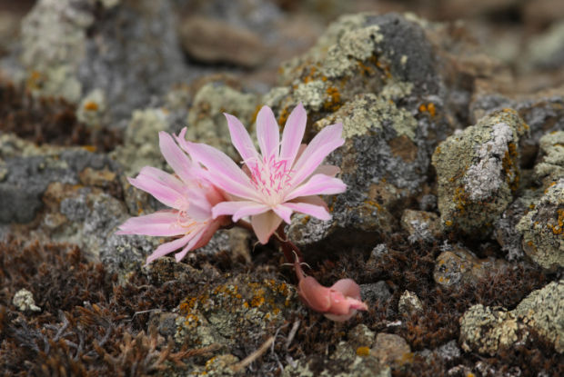 Learn about early vegetation in Bitterroot Valley