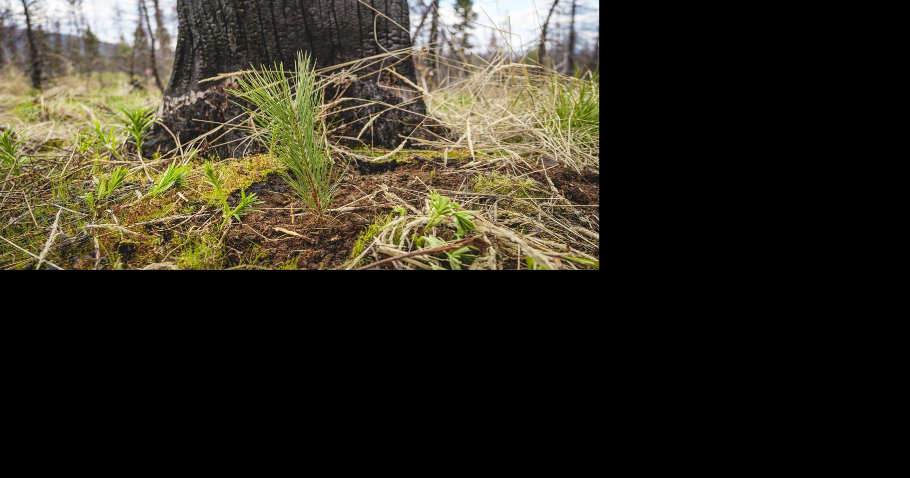 Lolo National Forest and National Forest Foundation to plant over ...