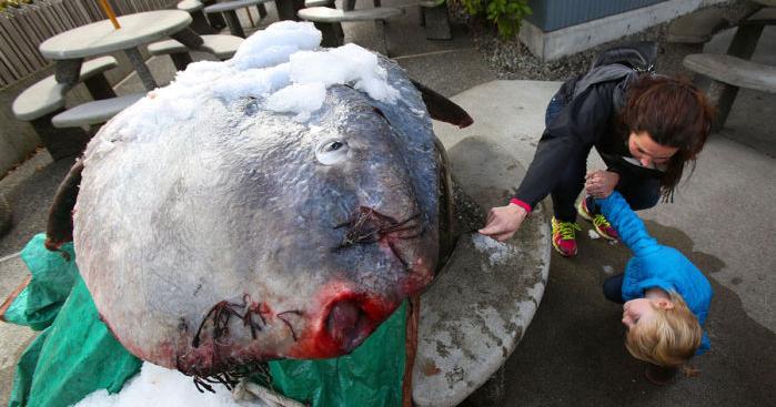 Huge fish ‘from Mars’ caught in Elliott Bay