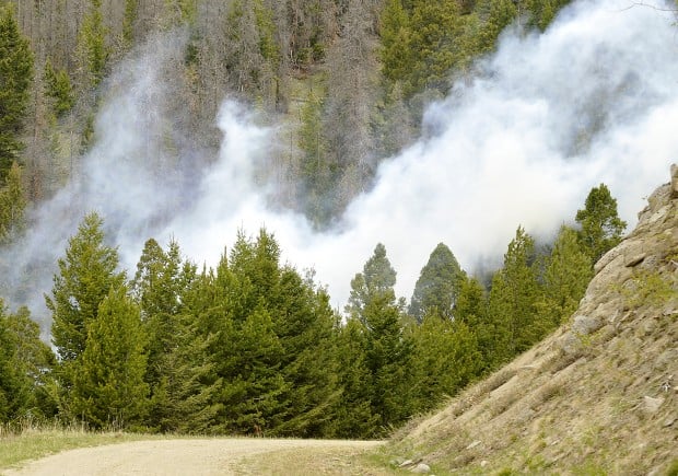 U.S. Forest Service workers fell day's worth of trees in a second with ...
