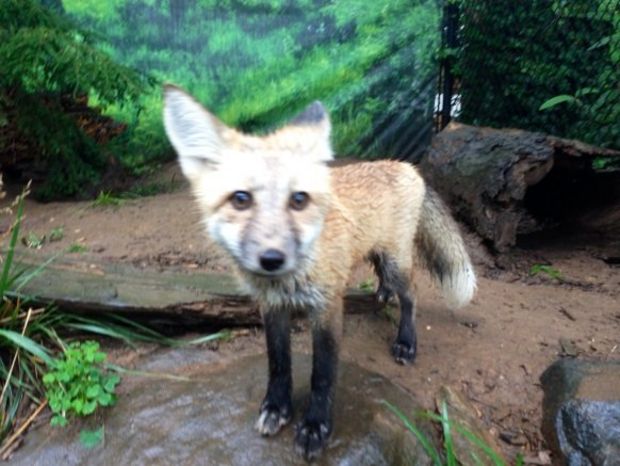 Fox named Montana on the lam after escape from Staten Island Zoo
