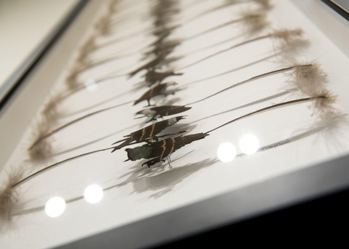 Chris Maynard: Fascination with feathers leads to advocacy through art ...