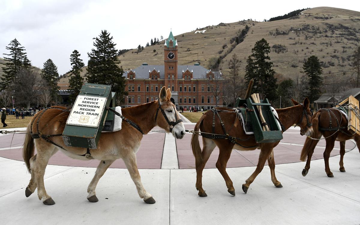 Mules on the Oval: Pack string promotes UM summer courses | Local News ...
