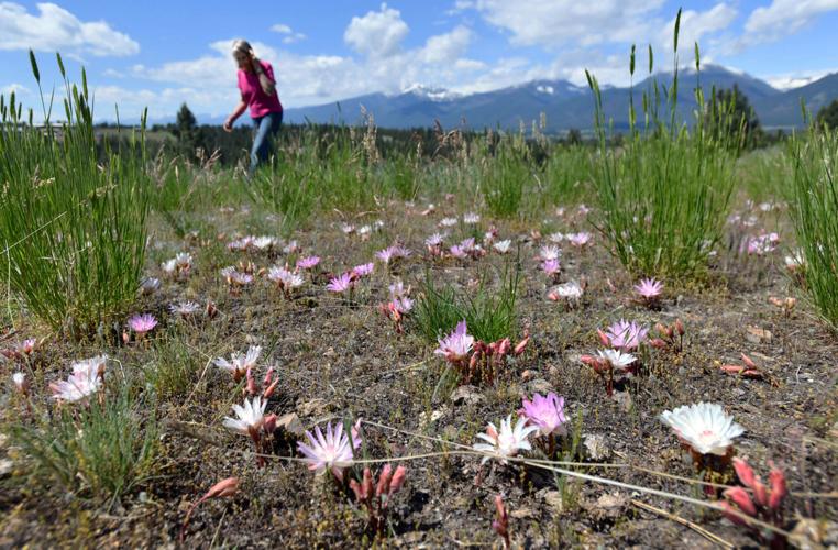 Bitterroot Flower Images | Best Flower Site