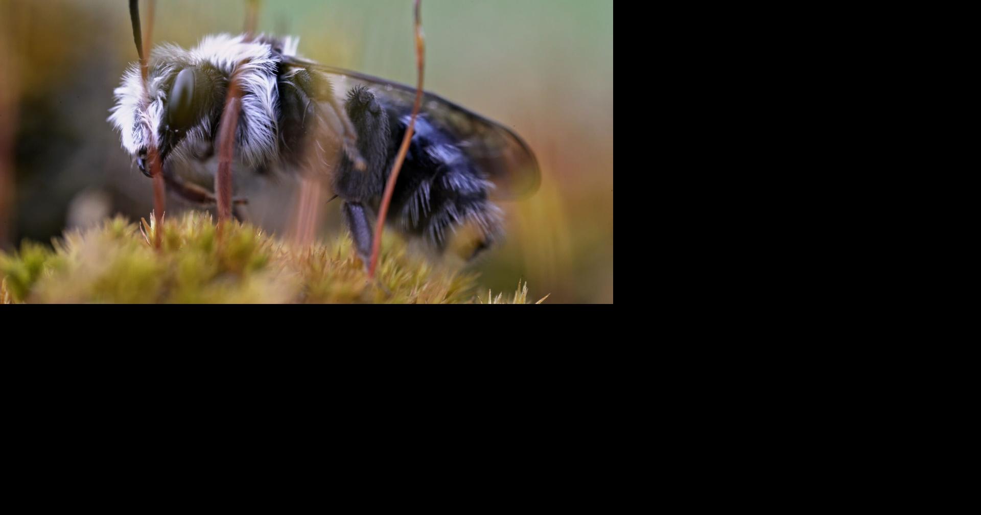 Missoula documentary explains insects' crucial role