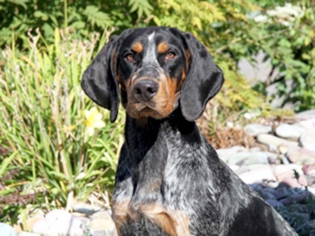 Henry the hound: Pet of the week at Humane Society