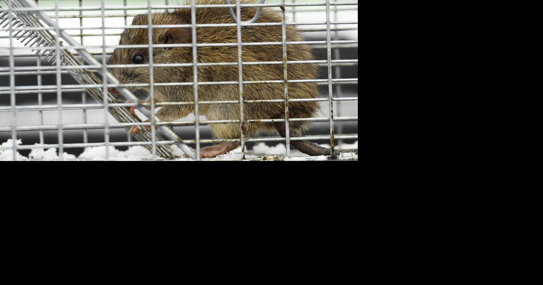 A scaly Christmas tail: Norway rats unwelcome holiday visitors in Missoula