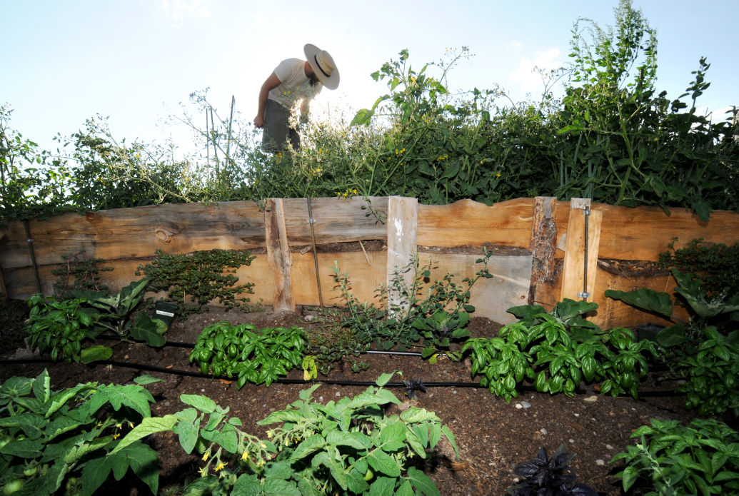 Freedom Gardens bring agriculture to Missoula County Fairgrounds ...