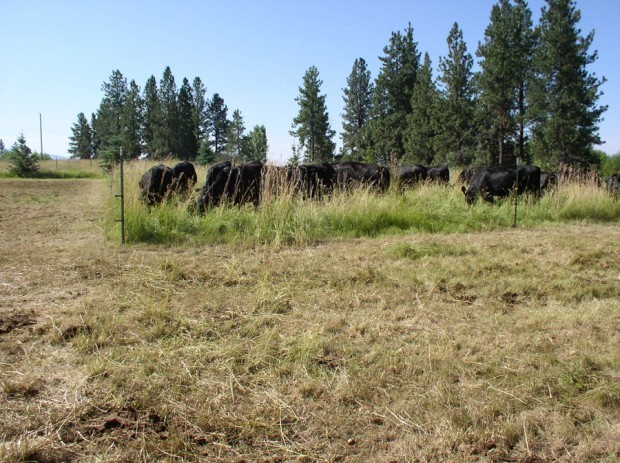 Mob Grazing: Is that Legal?