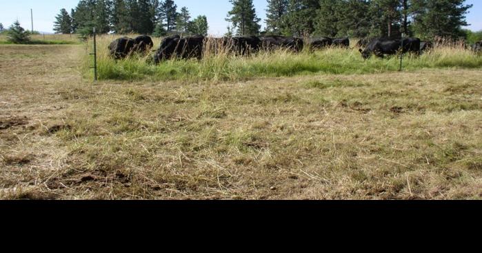 Mob Grazing: Is that Legal?