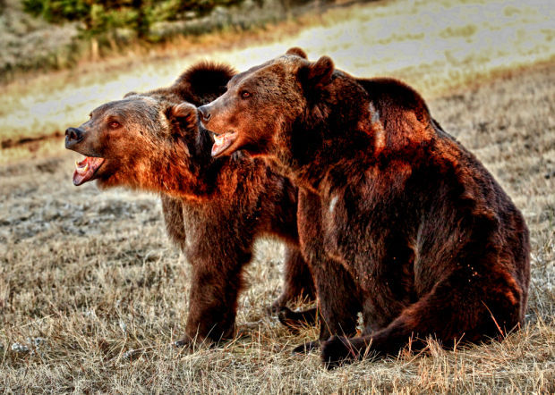 PETA asks for charges in fatal mauling of grizzly bear trainer